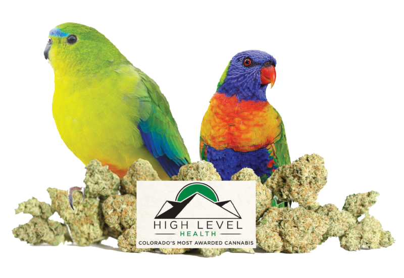 High Level Health - BIRDY MAGAZINE