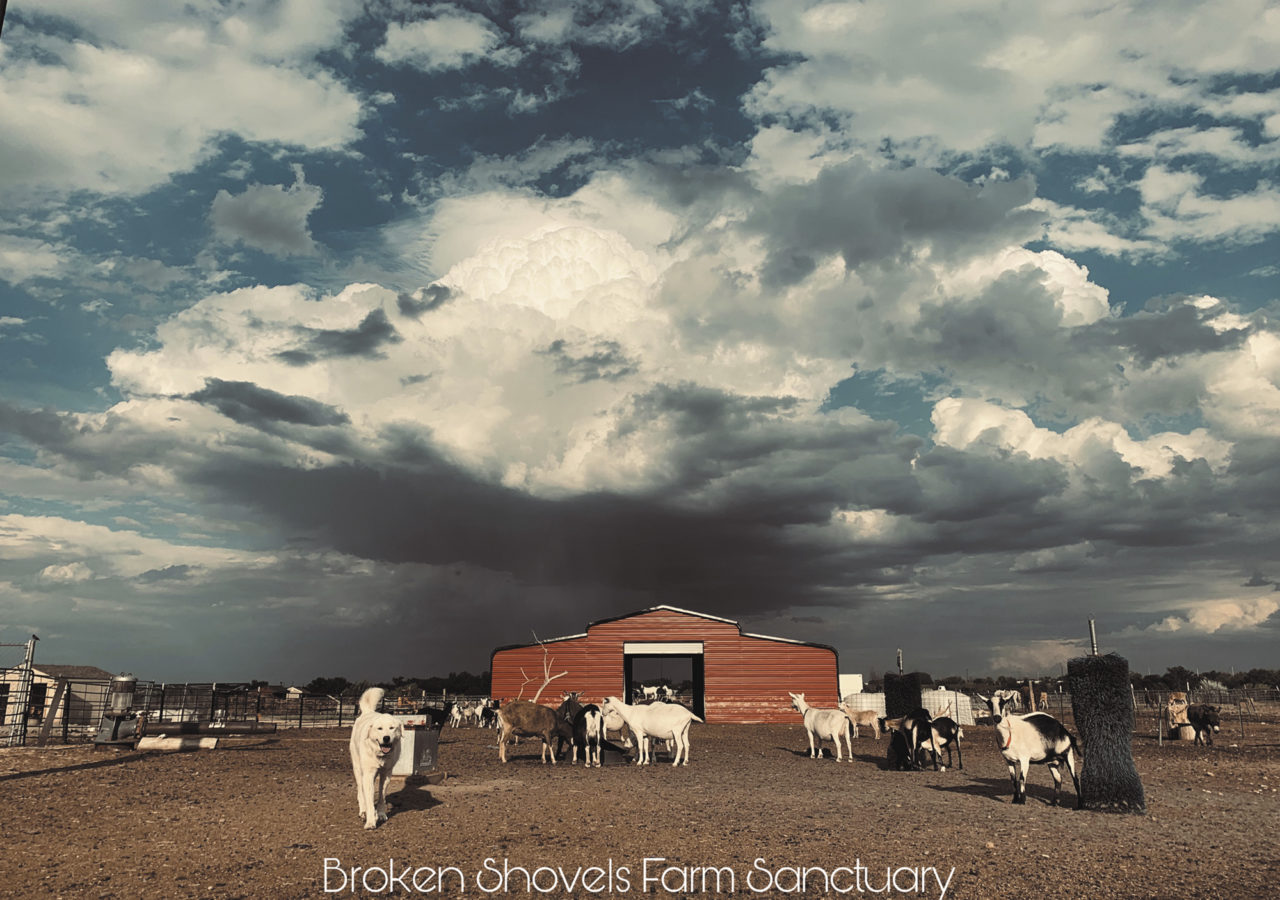 Broken Shovels Farm Sanctuary's Live Thanksliving Benenfit Show - BIRDY ...