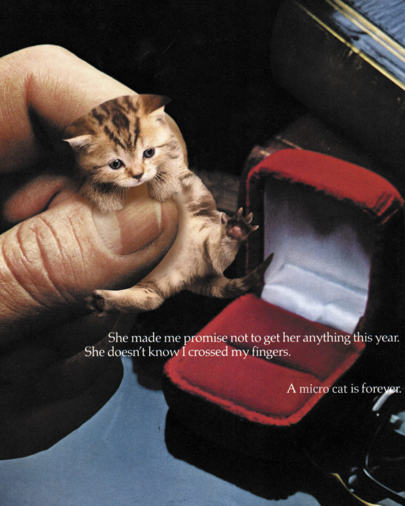 Micro Cat By Matt McCarthy - BIRDY MAGAZINE