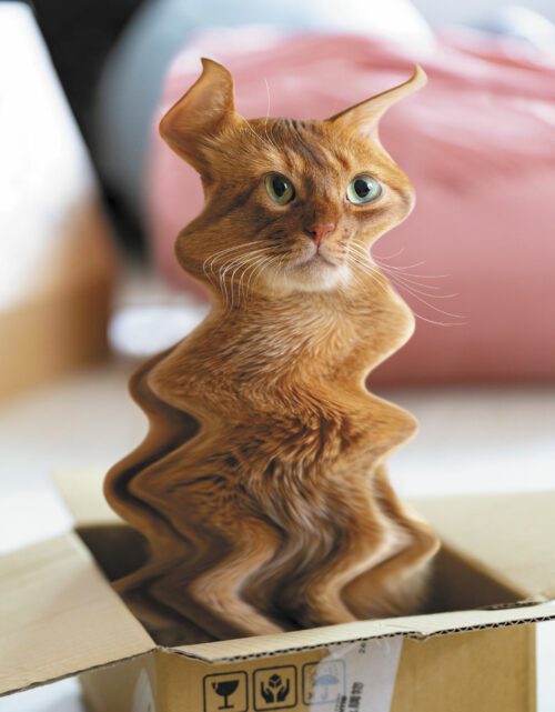 Wavy Cat by Matt McCarthy - BIRDY MAGAZINE