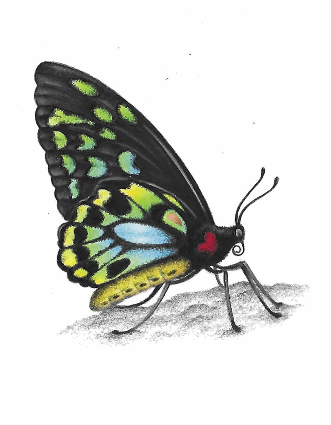 Cairns Birdwing Butterfly by Mandy Heck - BIRDY MAGAZINE