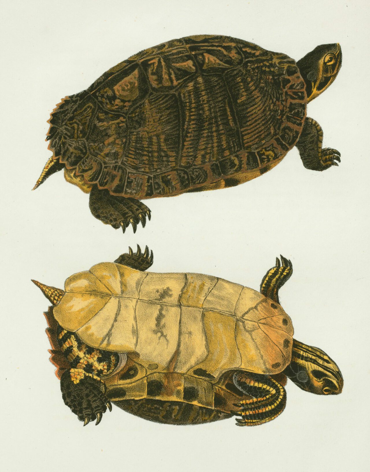 SEA TURTLE AUTOPSY // REMEMBERING by Alison Hicks - BIRDY MAGAZINE
